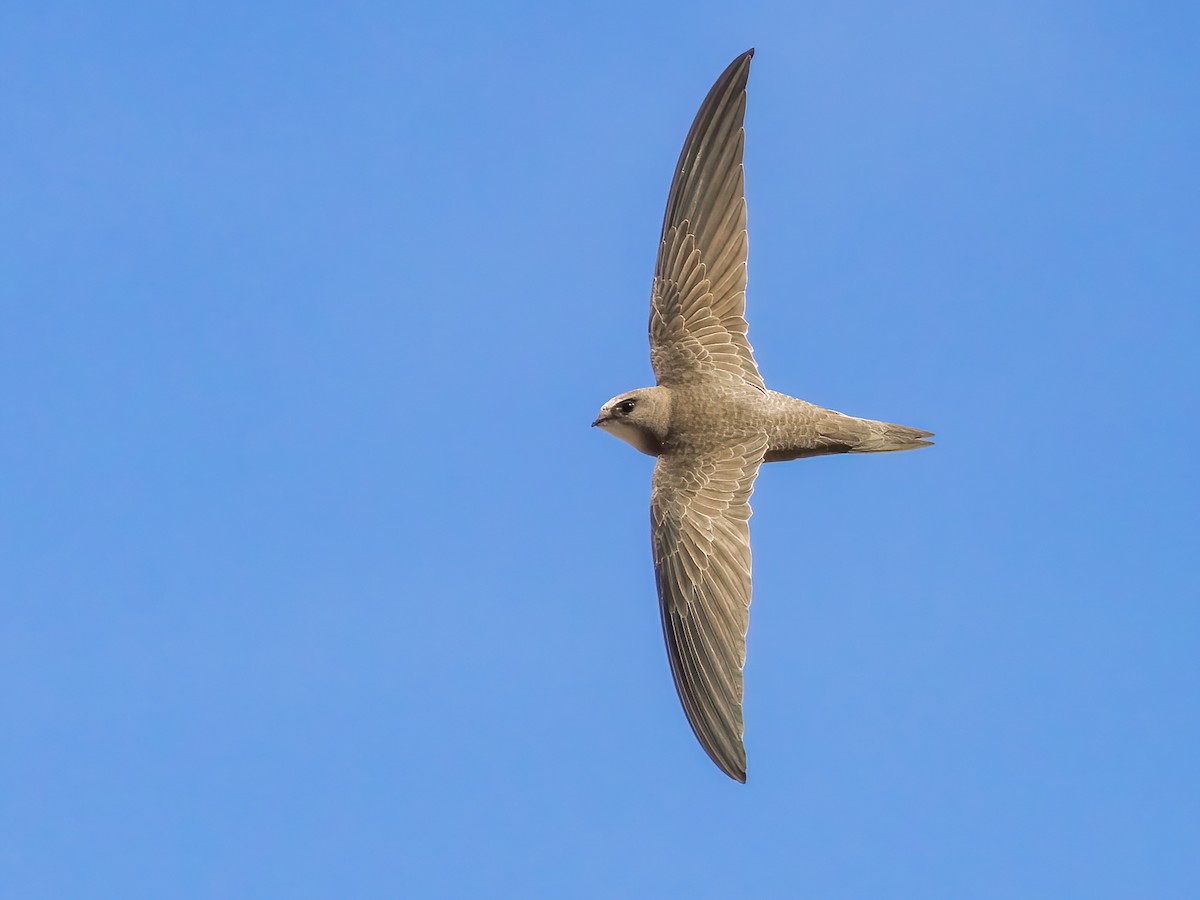 Pallid Swift - Apus pallidus - Birds of the World