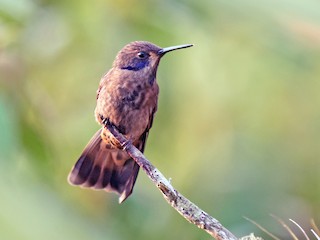 Colibrí Pardo - eBird