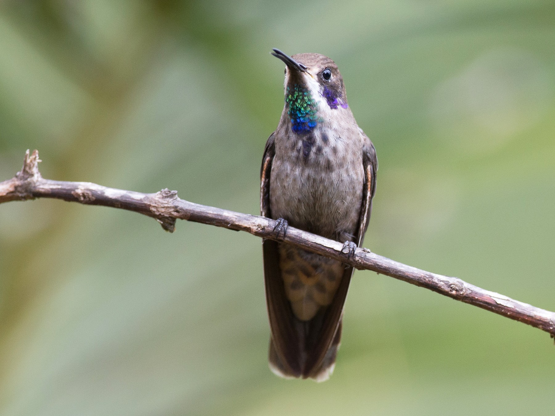 Brown Violetear - eBird