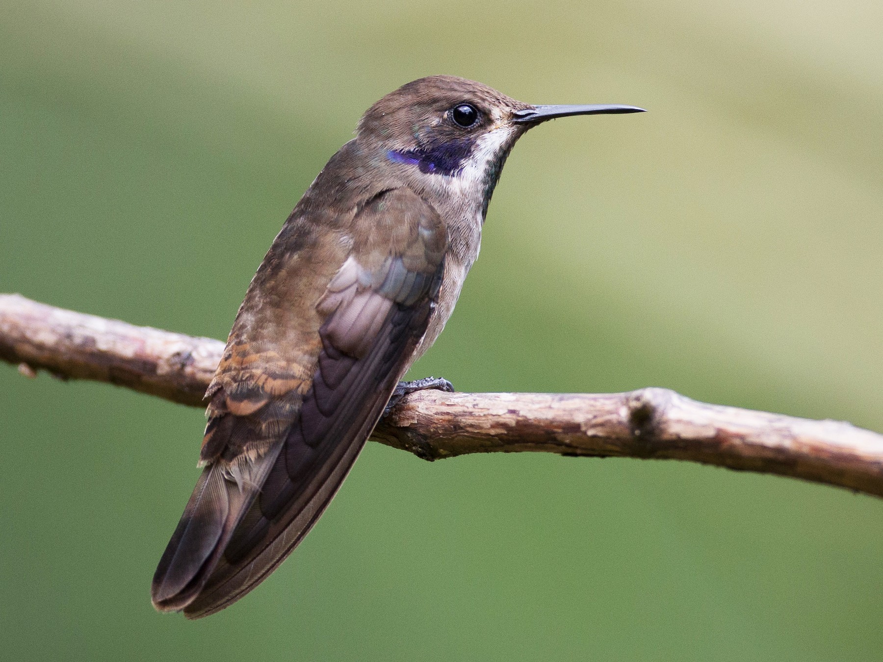 Brown Violetear - eBird