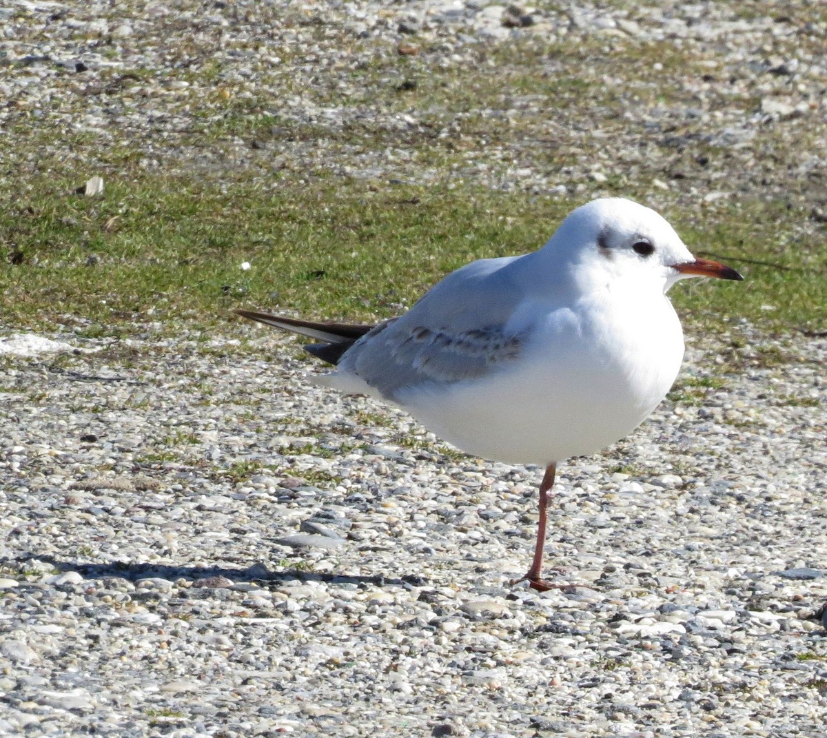 New Jersey eBird Checklist - 13 Feb 2023 - Atlantic City--Absecon Inlet ...