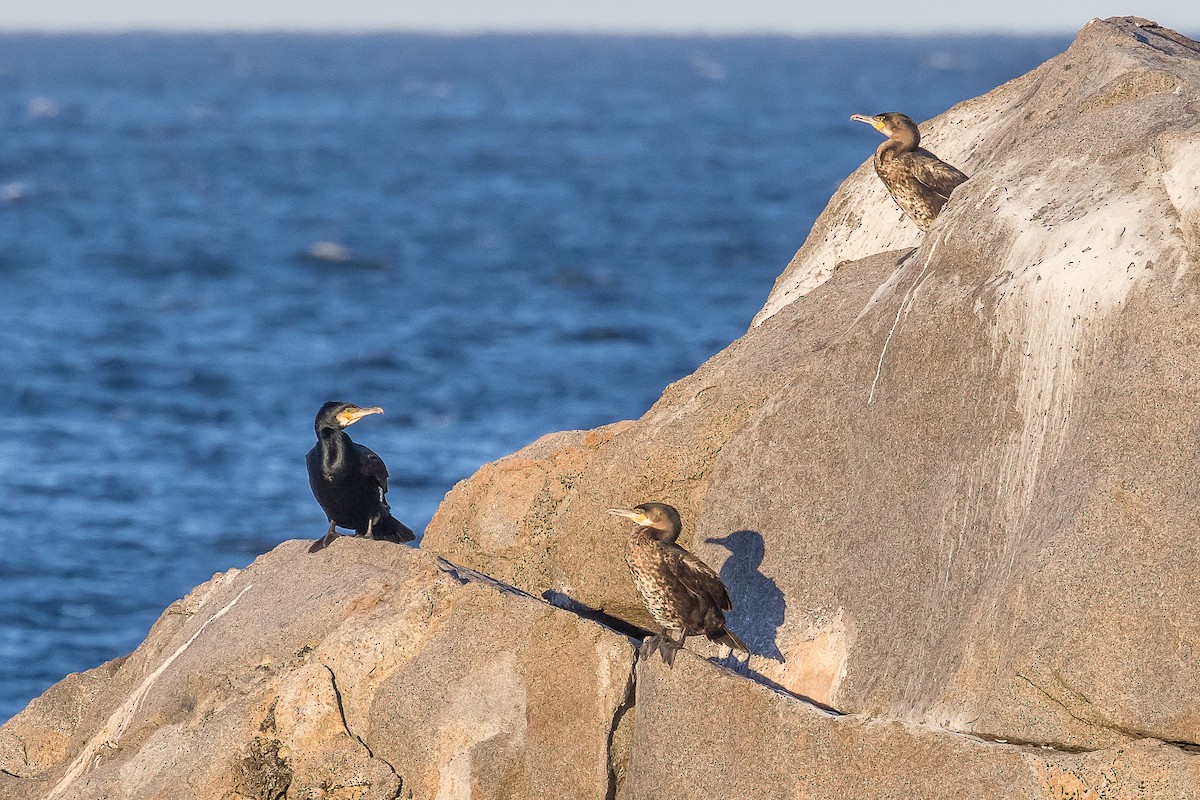 eBird Checklist - 10 Feb 2023 - Cape Neddick Light - 10 species