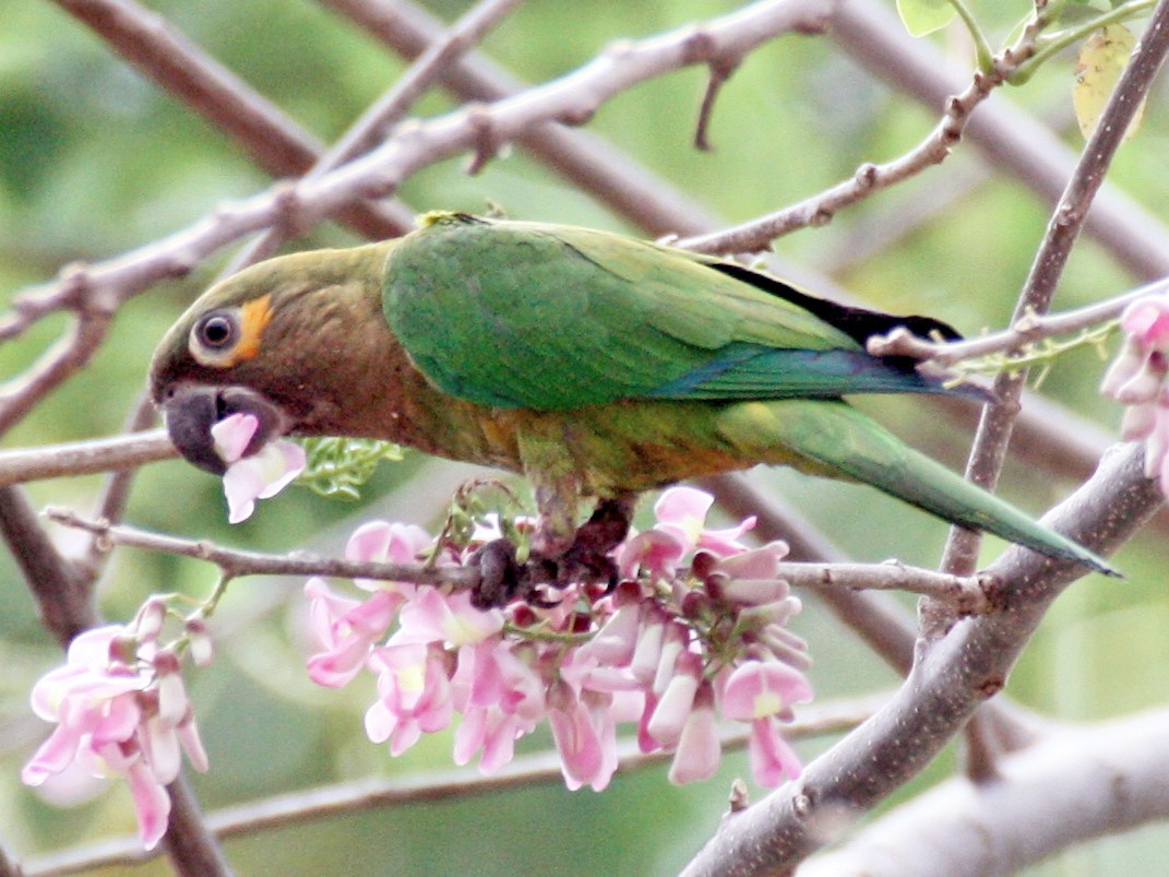 Aratinga Pertinaz - eBird