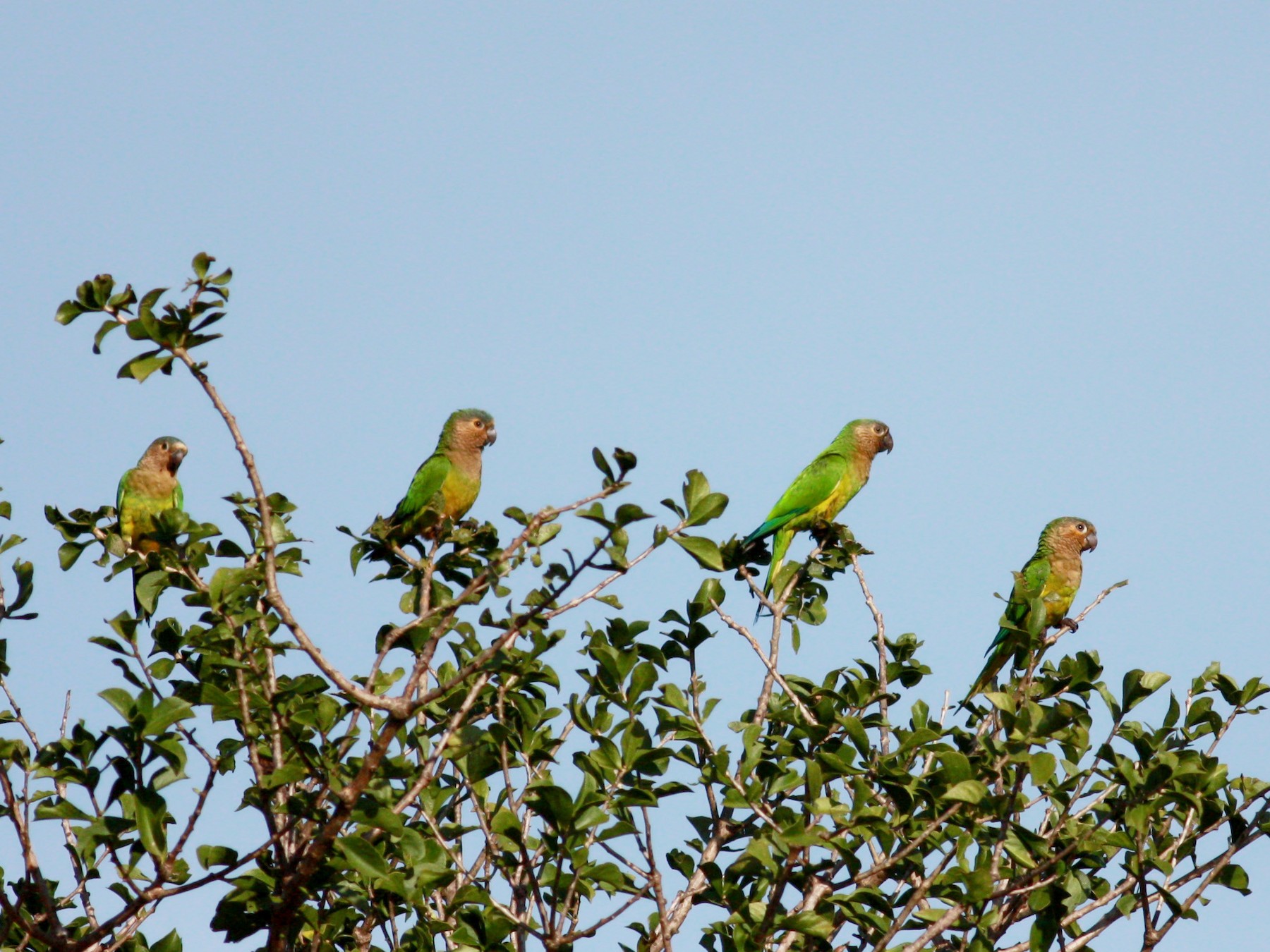 Perico Cara Sucia - eBird