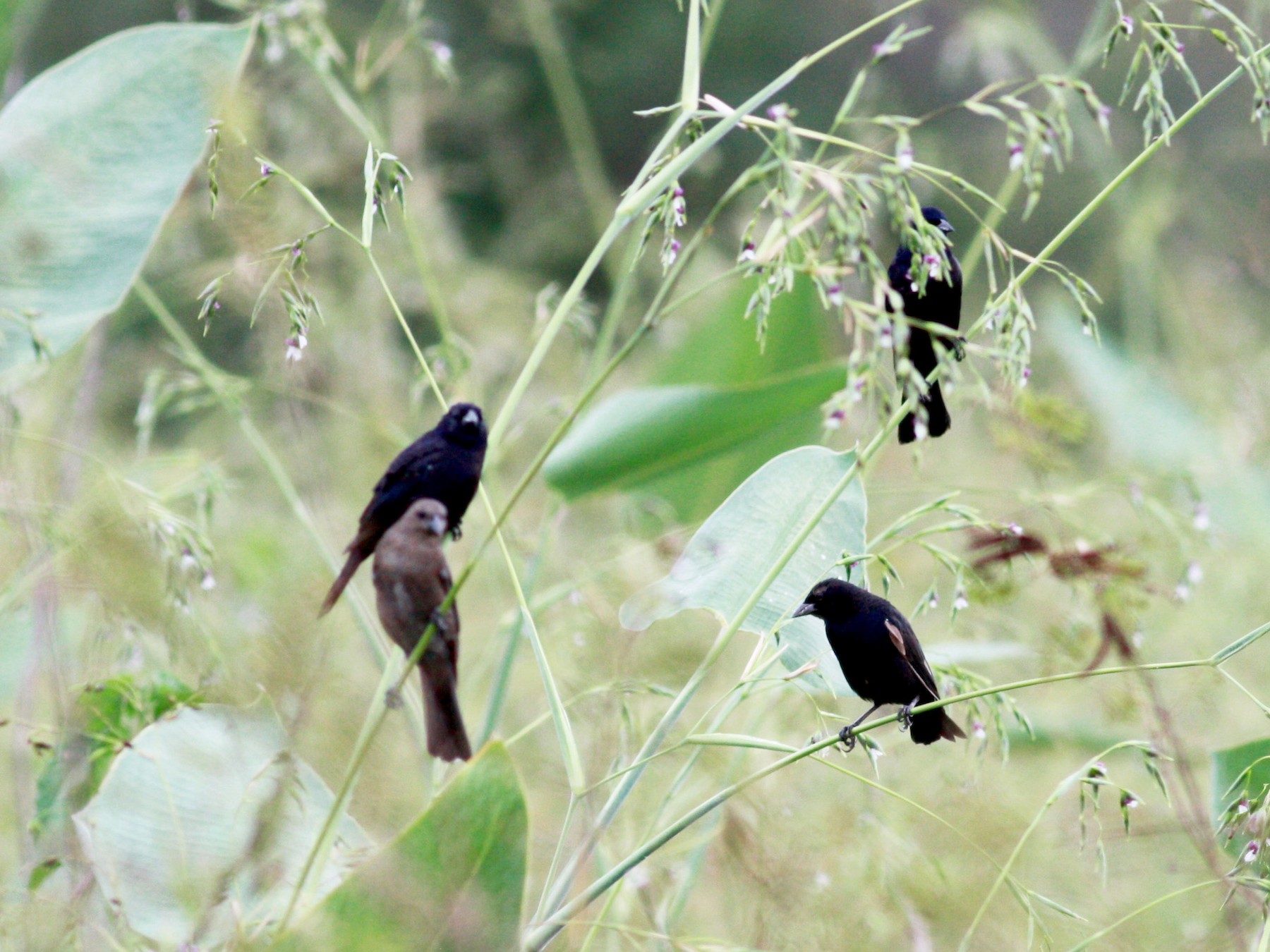 Pájaro Vaquero - eBird
