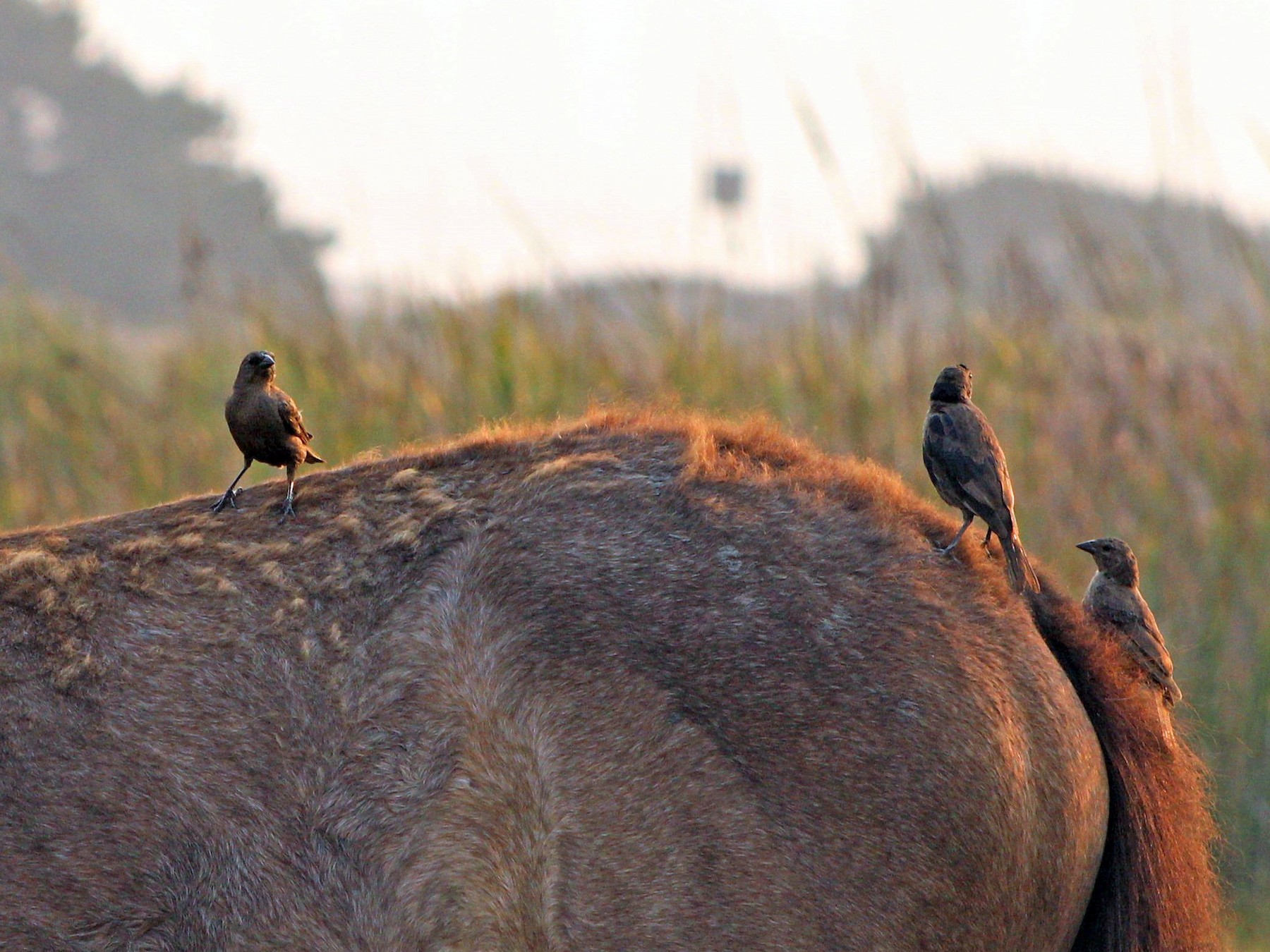 Shiny Cowbird - eBird