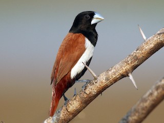 Tricolored Munia - Lonchura malacca - Birds of the World