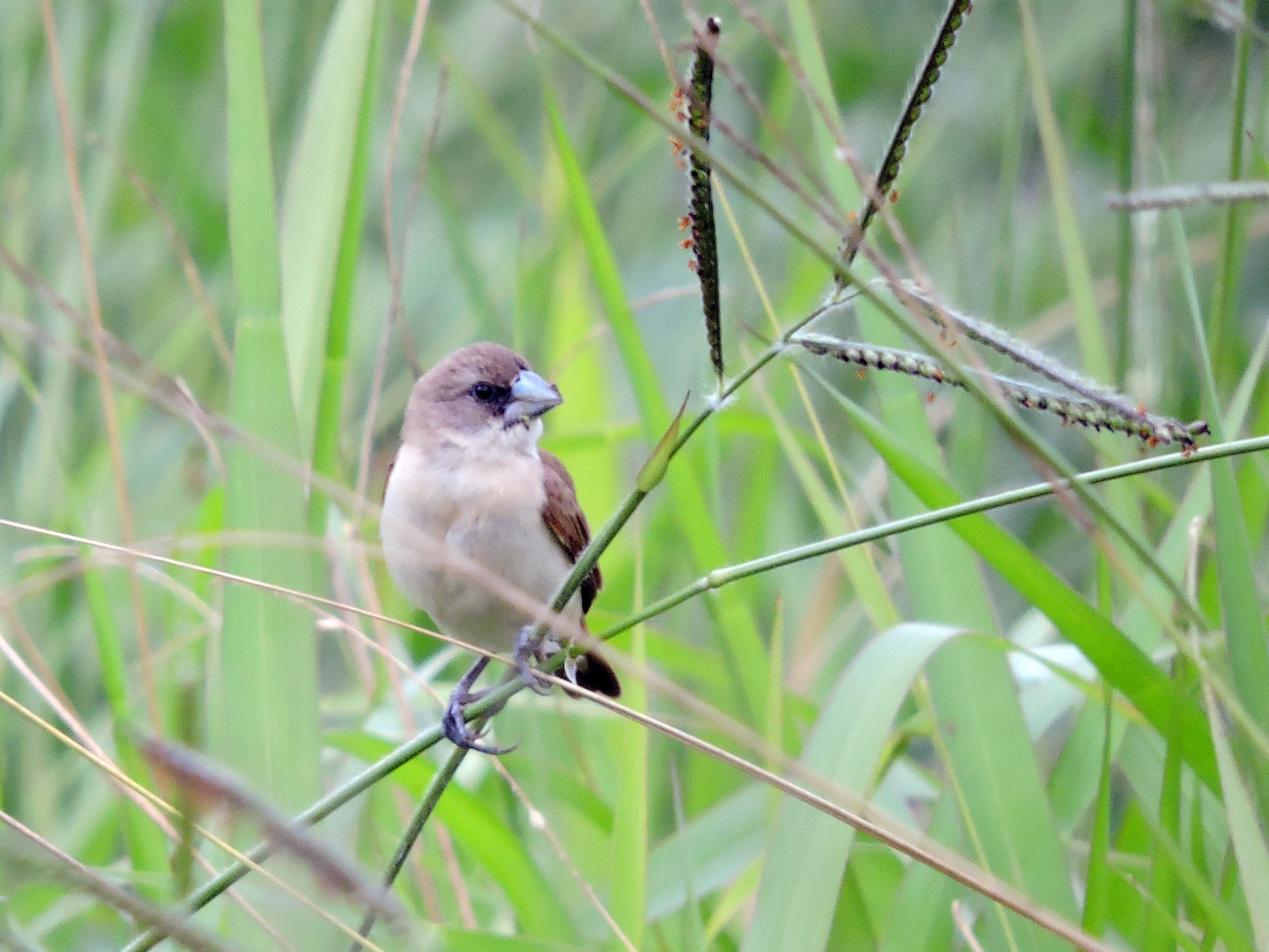 Tricolored Munia - eBird