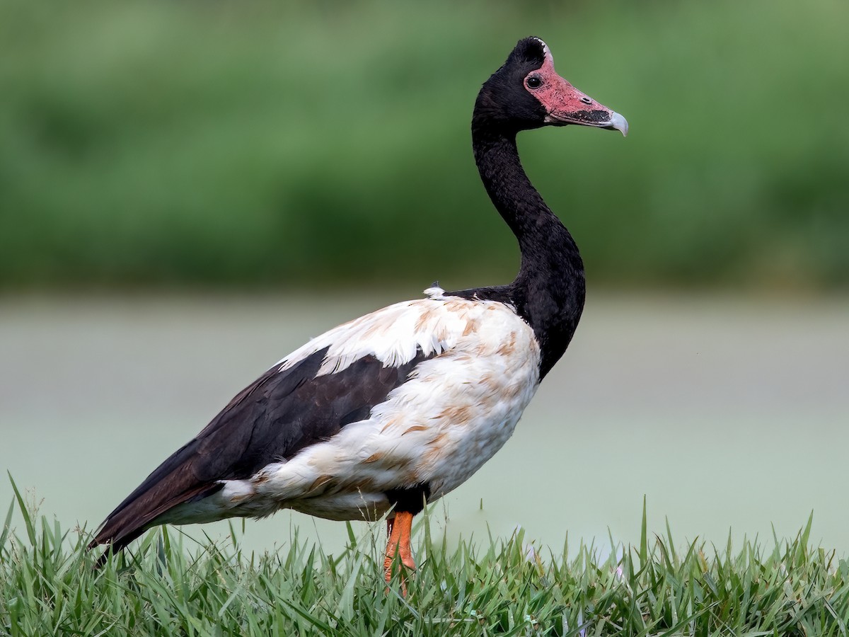 Magpie Goose - Anseranas semipalmata - Birds of the World