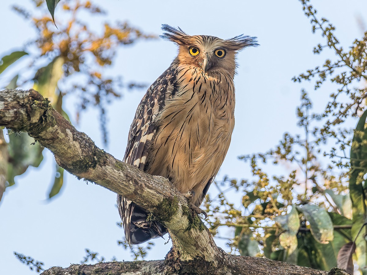 Buffy Fish-Owl - Ketupa ketupu - Birds of the World