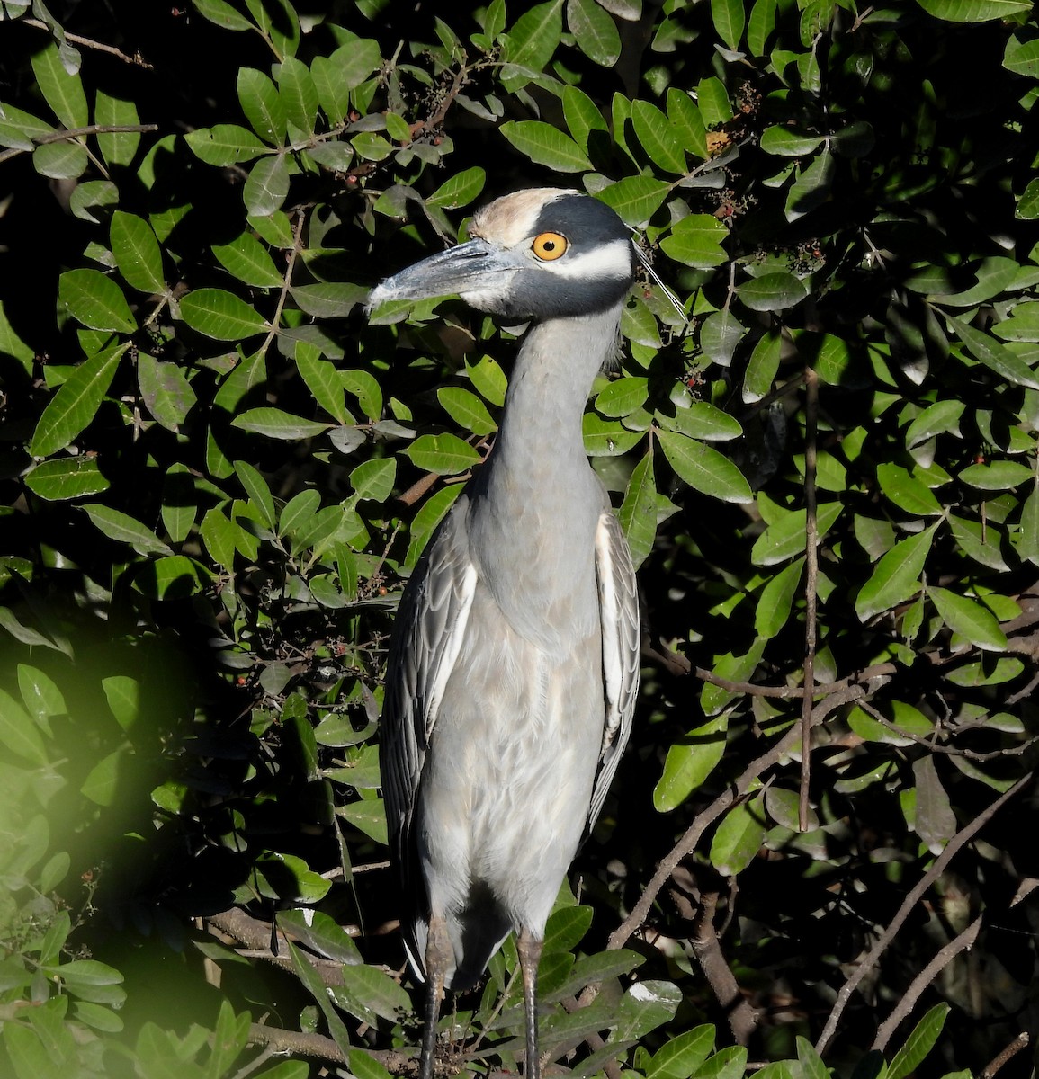 eBird Checklist - 13 Feb 2023 - Sem-Chi Rice Mill - 63 species