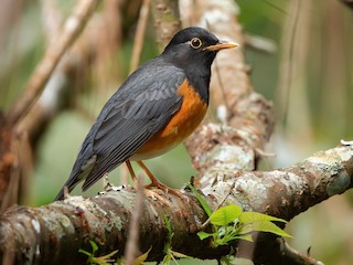 Black-breasted Thrush - Turdus dissimilis - Birds of the World