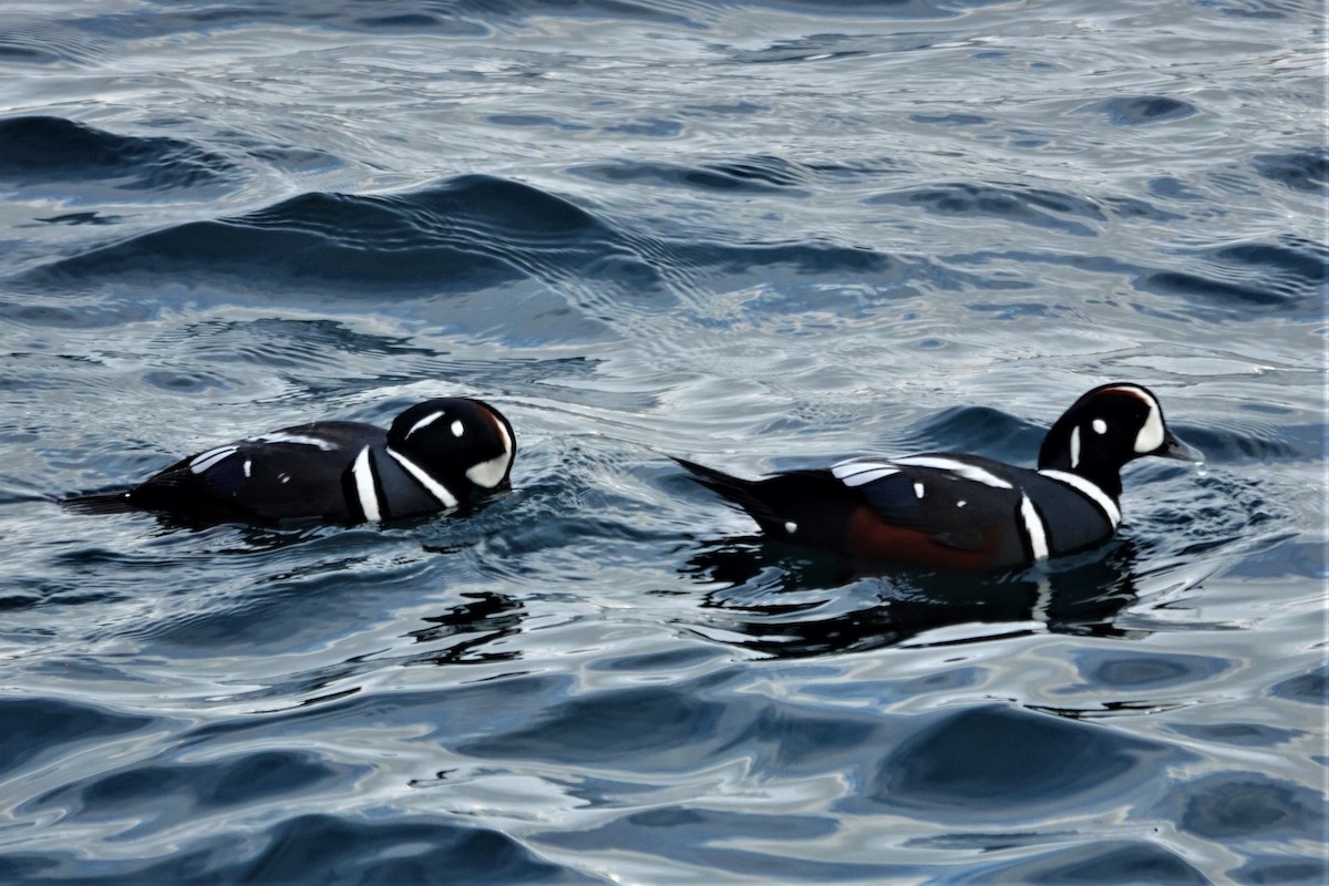 Alaska eBird Checklist - 13 Feb 2023 - 13500–13672 Lowell Point Rd ...