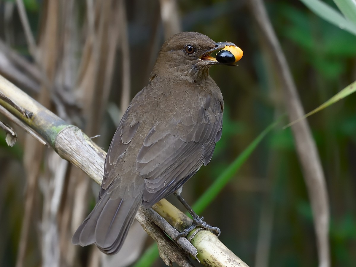 Black-billed Thrush - Turdus ignobilis - Birds of the World