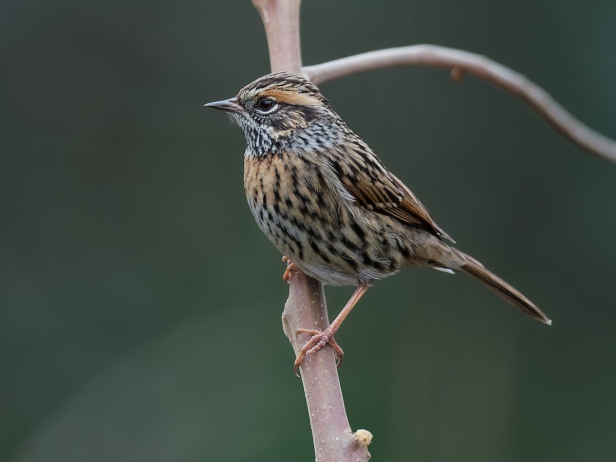 Rufous-breasted Accentor - Prunella strophiata - Birds of the World