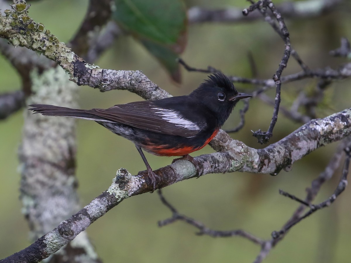 Painted Redstart - Myioborus pictus - Birds of the World