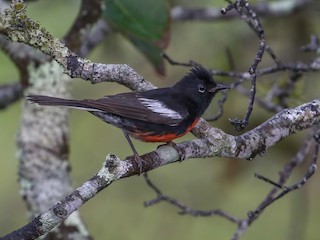Painted Redstart - Myioborus pictus - Birds of the World