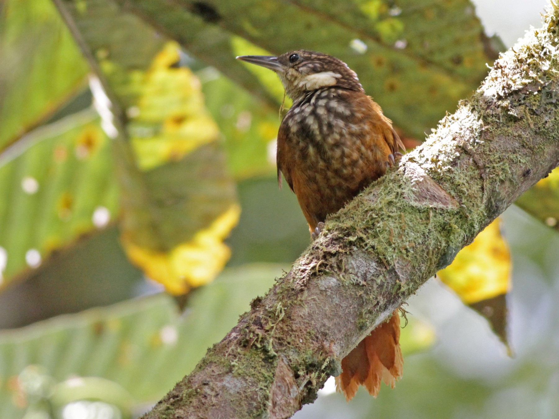 Pacific Tuftedcheek - eBird
