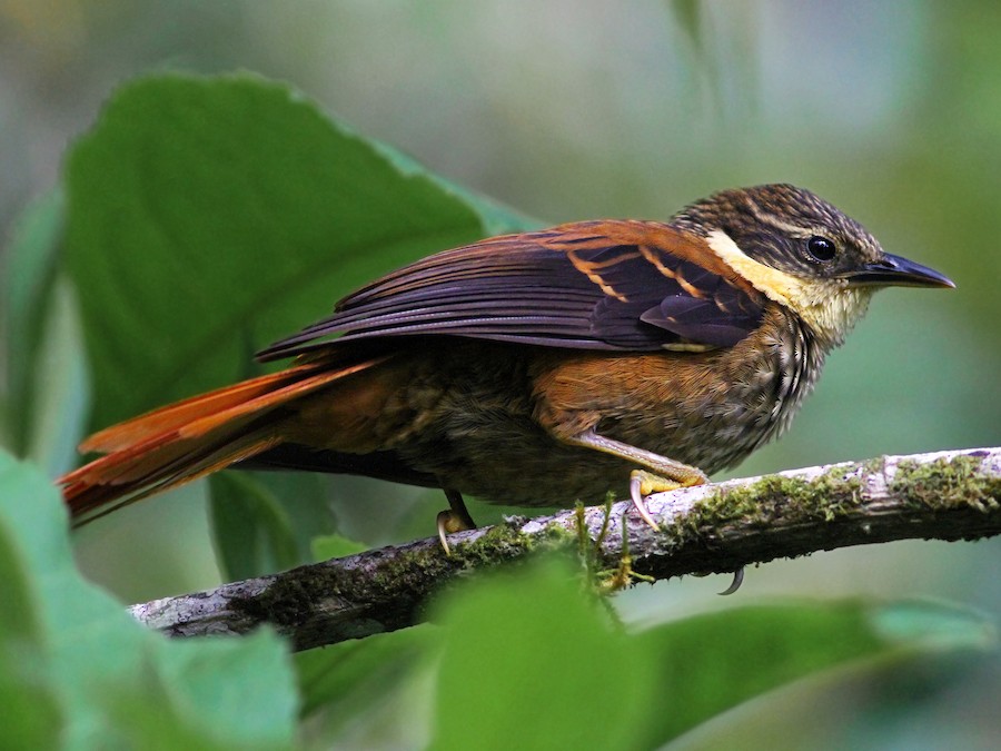 Buffy Tuftedcheek - eBird