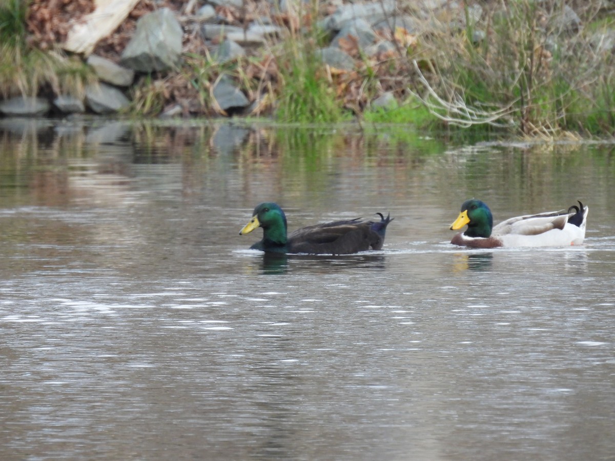 ML535106451 - Mallard x American Black Duck (hybrid) - Macaulay Library