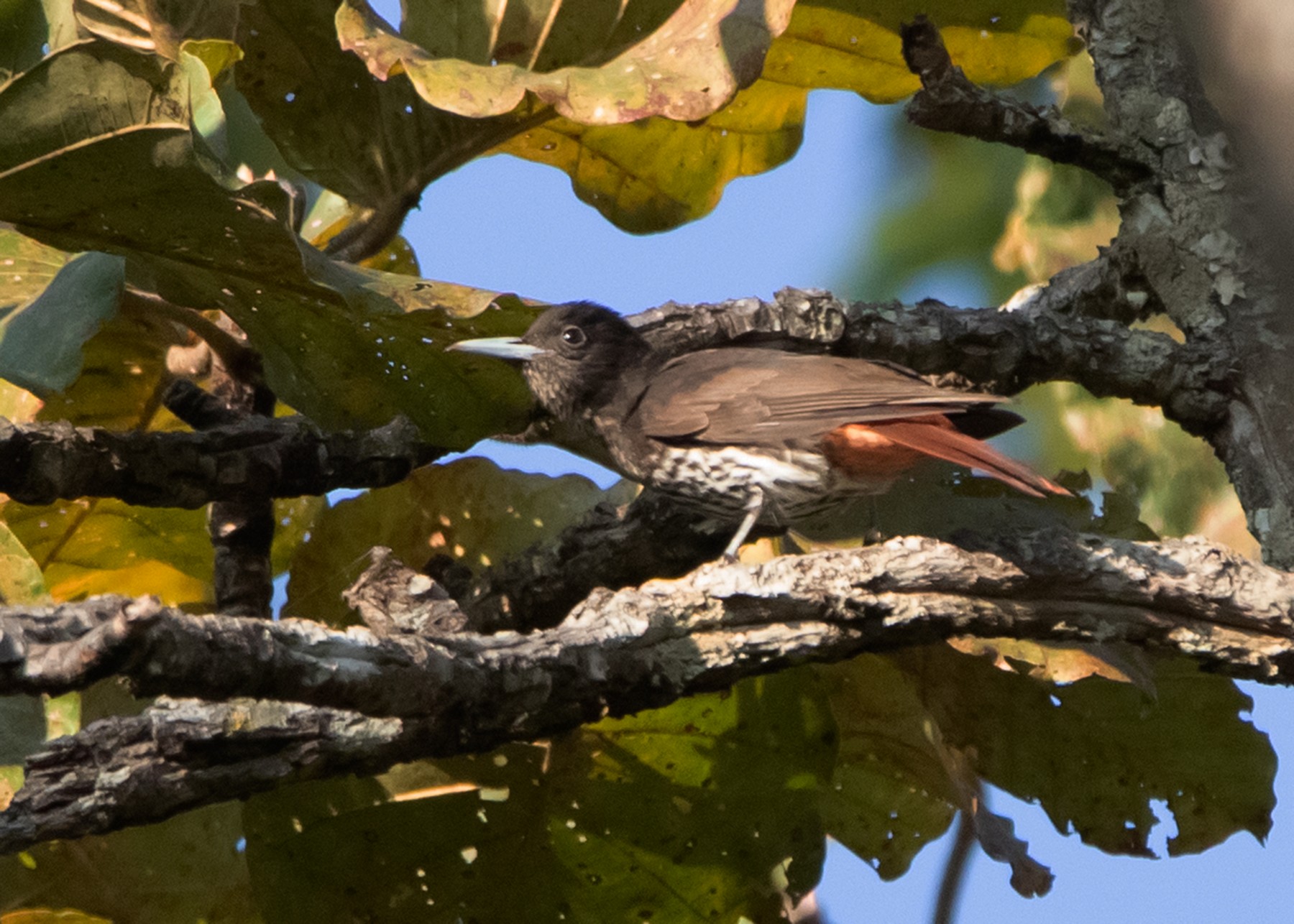 Maroon Oriole (Maroon) - eBird