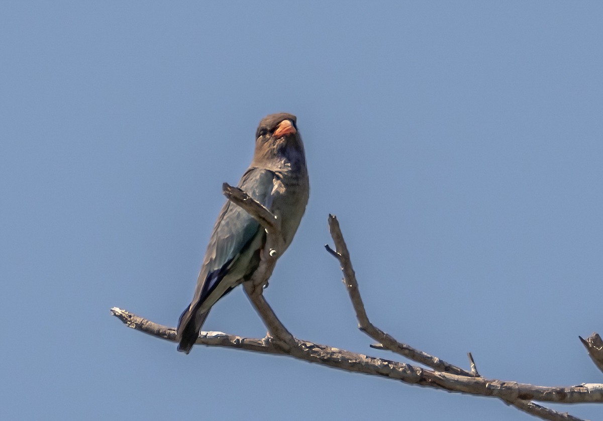 ML535117601 - Dollarbird - Macaulay Library