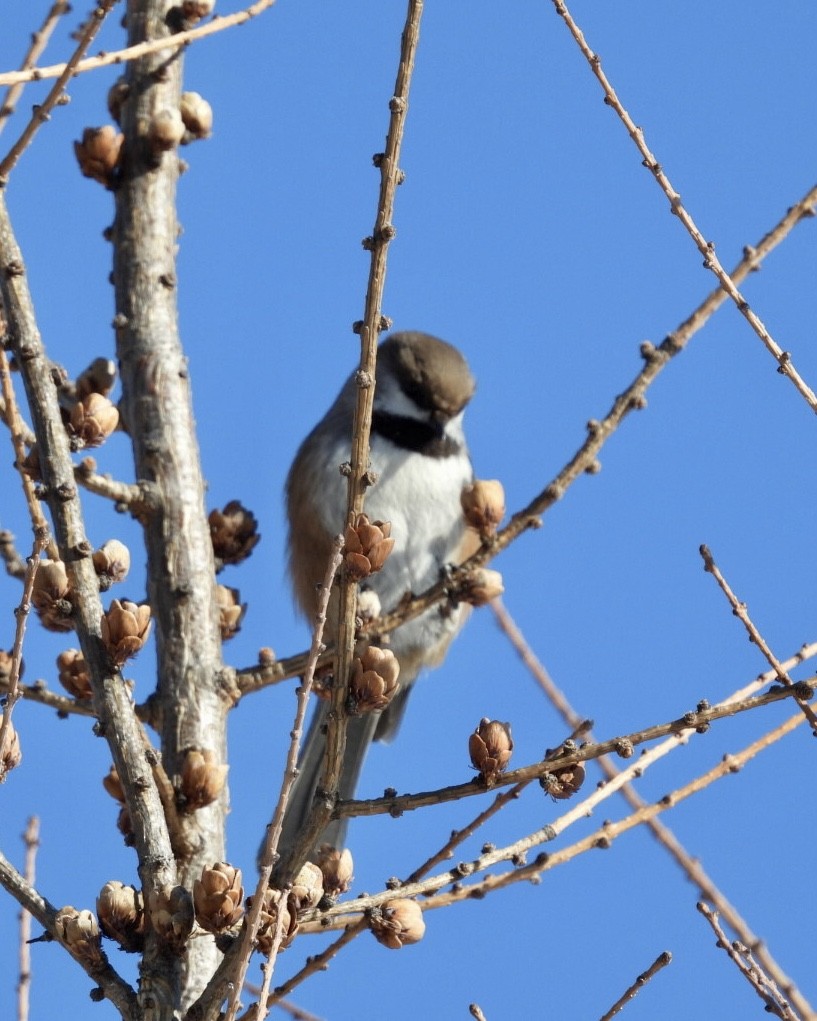 eBird Checklist - 11 Feb 2023 - Sax-Zim Bog--Friends of Sax-Zim Bog ...