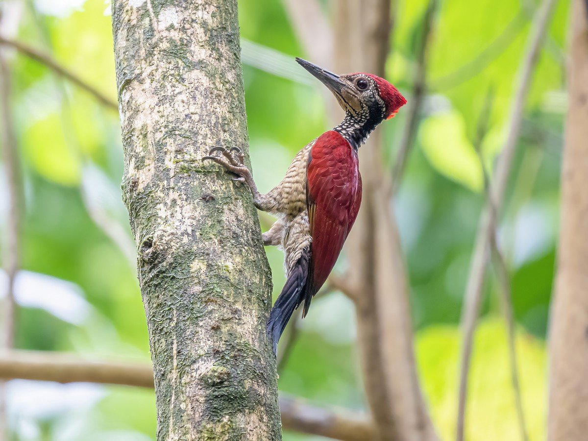 Luzon Flameback - Chrysocolaptes haematribon - Birds of the World