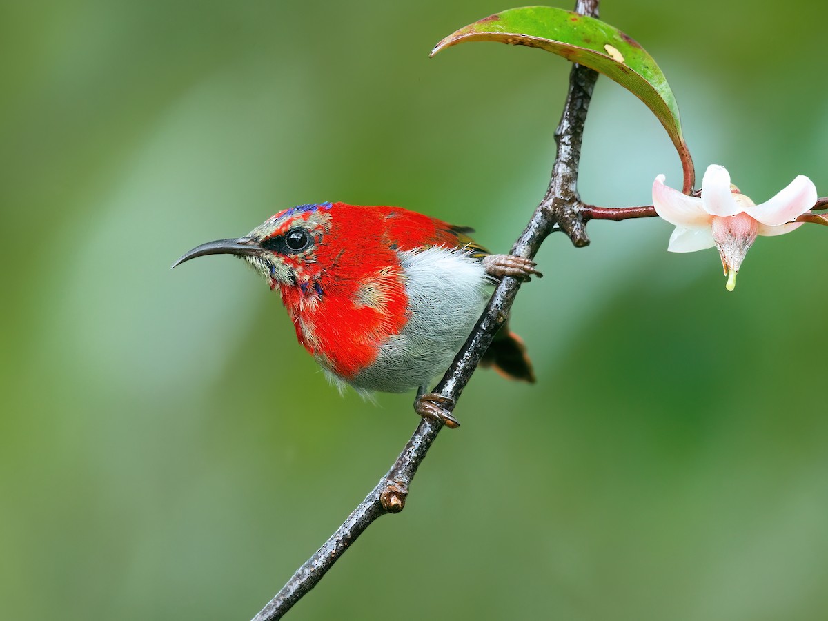Temminck's Sunbird - Aethopyga temminckii - Birds of the World