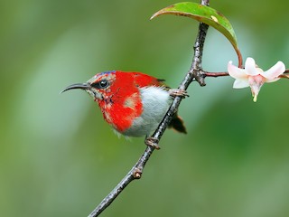 Temminck's Sunbird - Aethopyga temminckii - Birds of the World