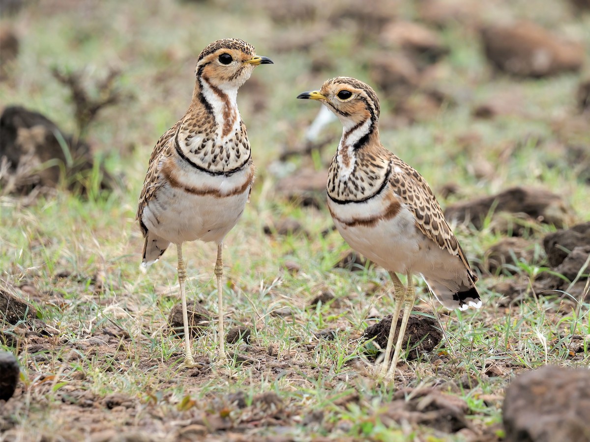 Three-banded Courser - Rhinoptilus cinctus - Birds of the World