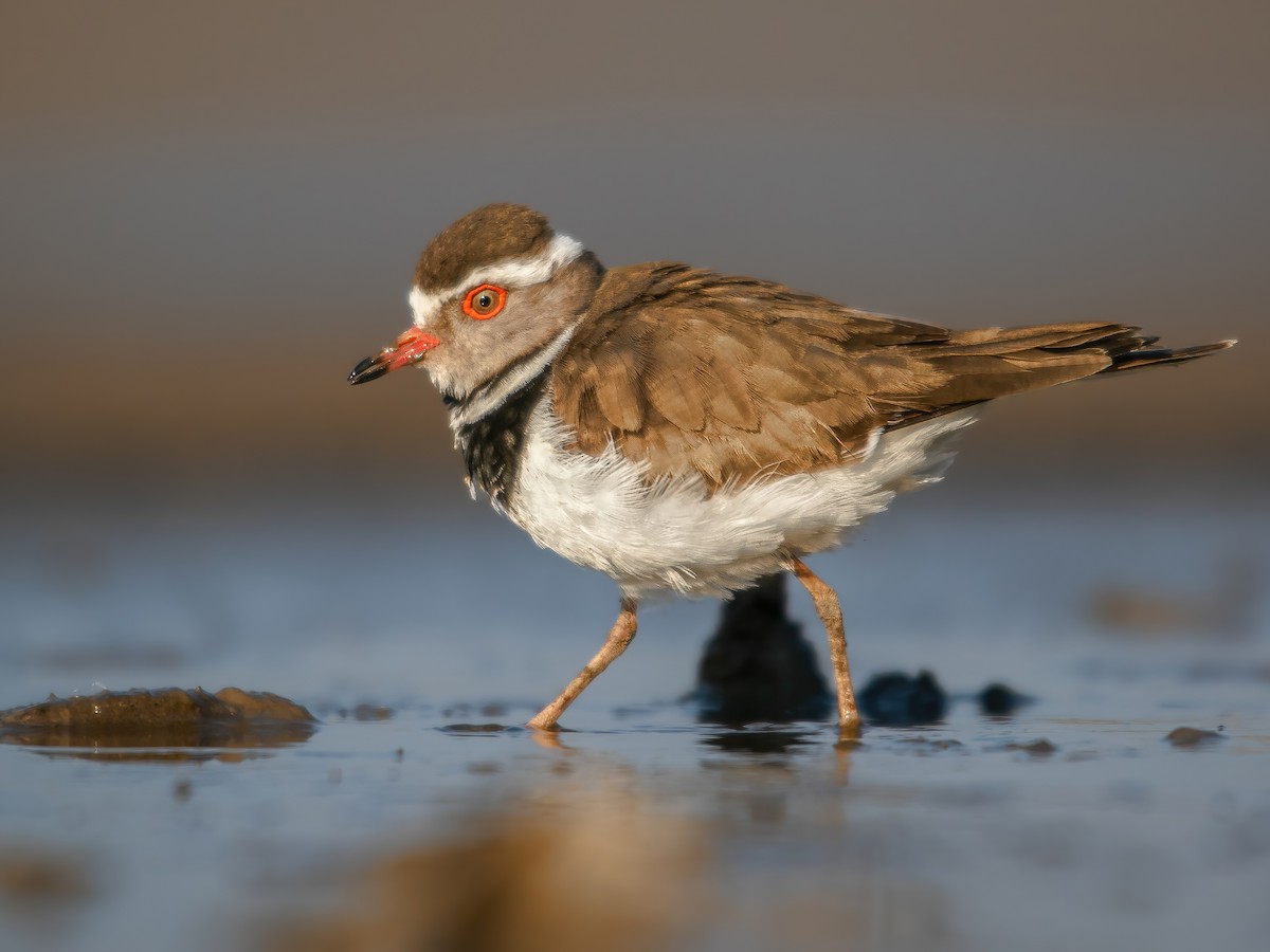Three-banded Plover - Thinornis tricollaris - Birds of the World