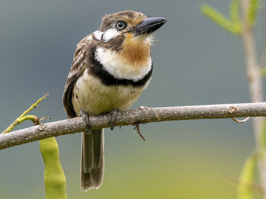 Russet-throated Puffbird - eBird