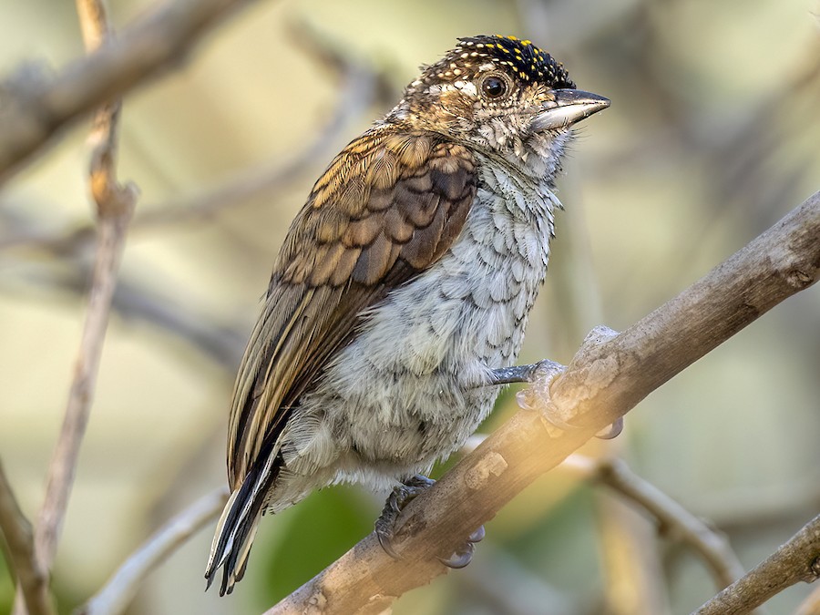 Scaled Piculet - eBird
