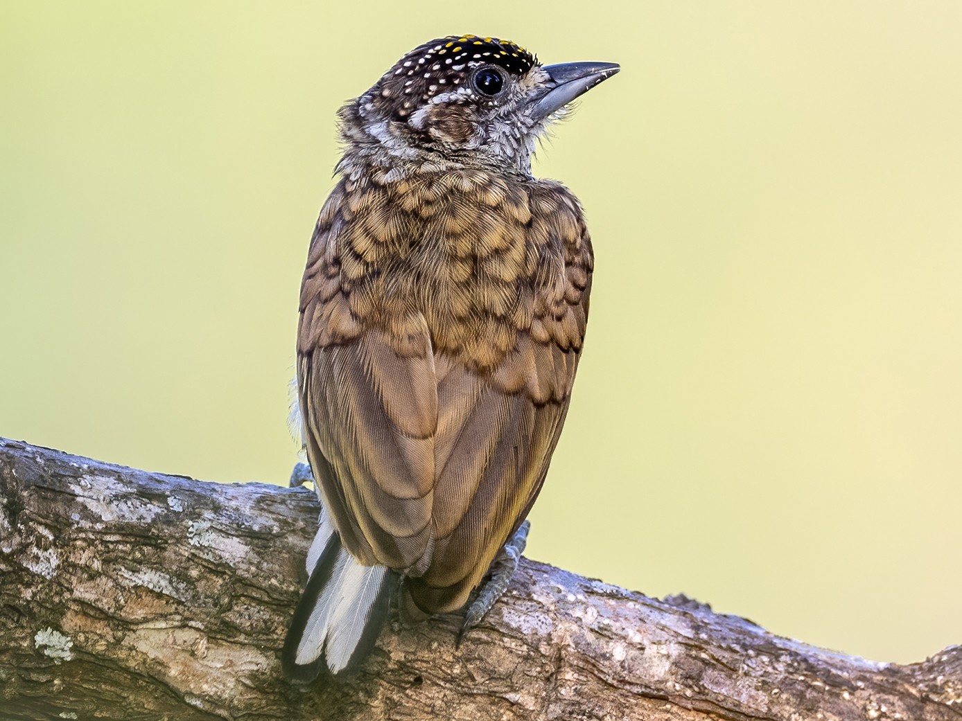 Scaled Piculet - eBird