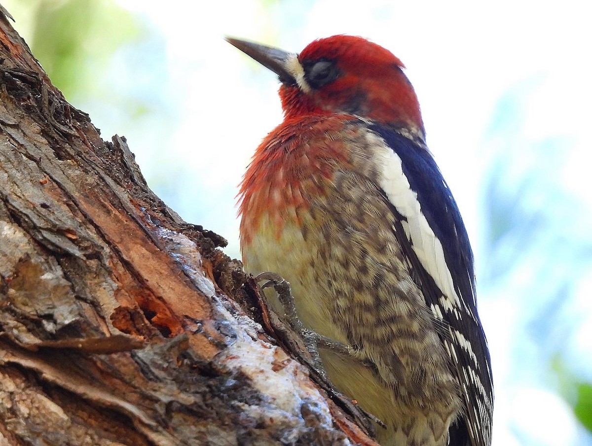 ML535201061 - Red-breasted Sapsucker - Macaulay Library