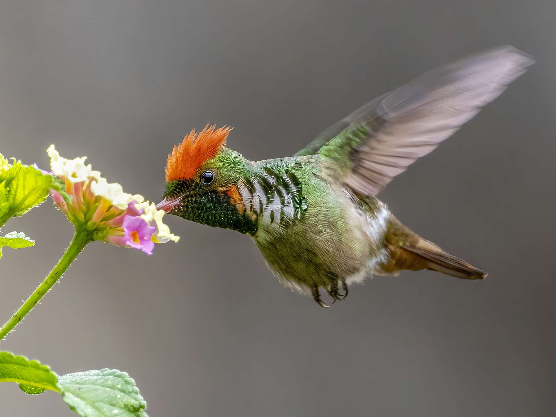 Frilled Coquette - eBird