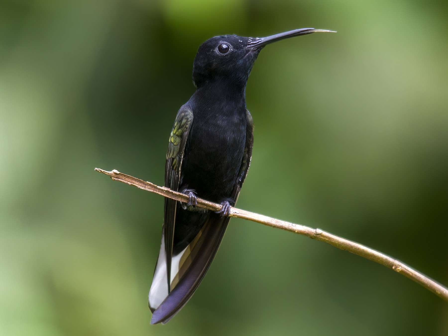 Black Jacobin - eBird