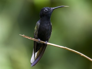 Colibríes Negros Colibrí Negro Hinchado, Nigriventris De Eupherusa,