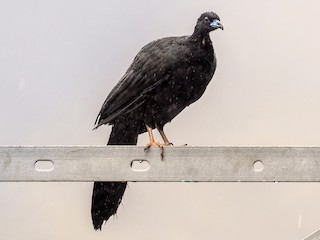 Wattled Guan - eBird