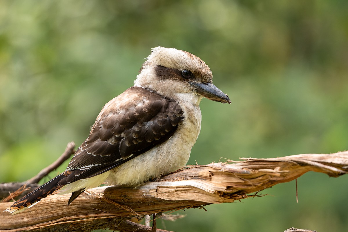 eBird Australia Checklist - 15 Feb 2023 - Wicks Reserve - 21 species