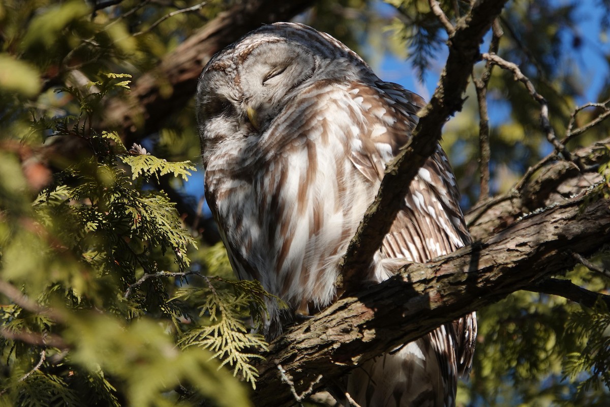 eBird Checklist - 14 Feb 2023 - Amherst Island--Owl Woods - 8 species
