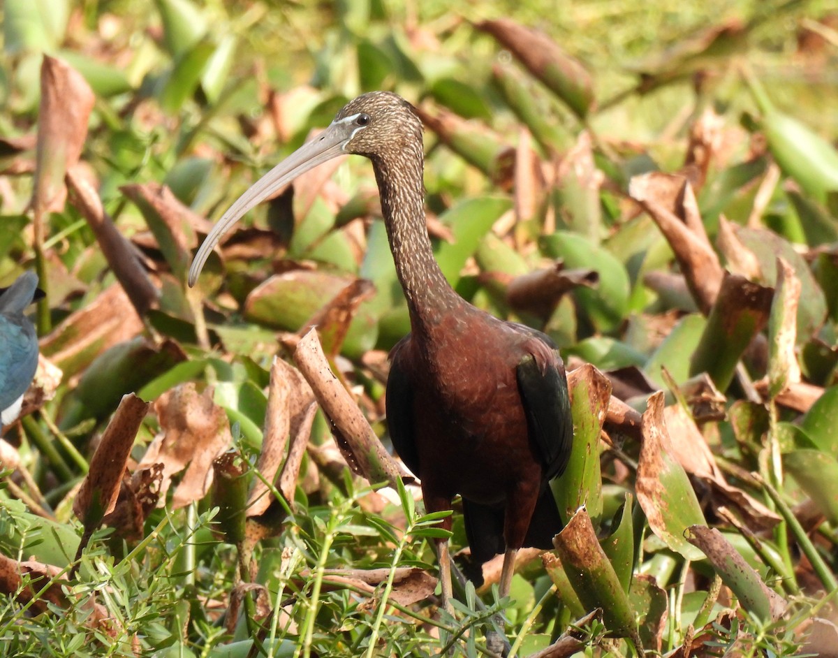 ML535388891 - Glossy Ibis - Macaulay Library