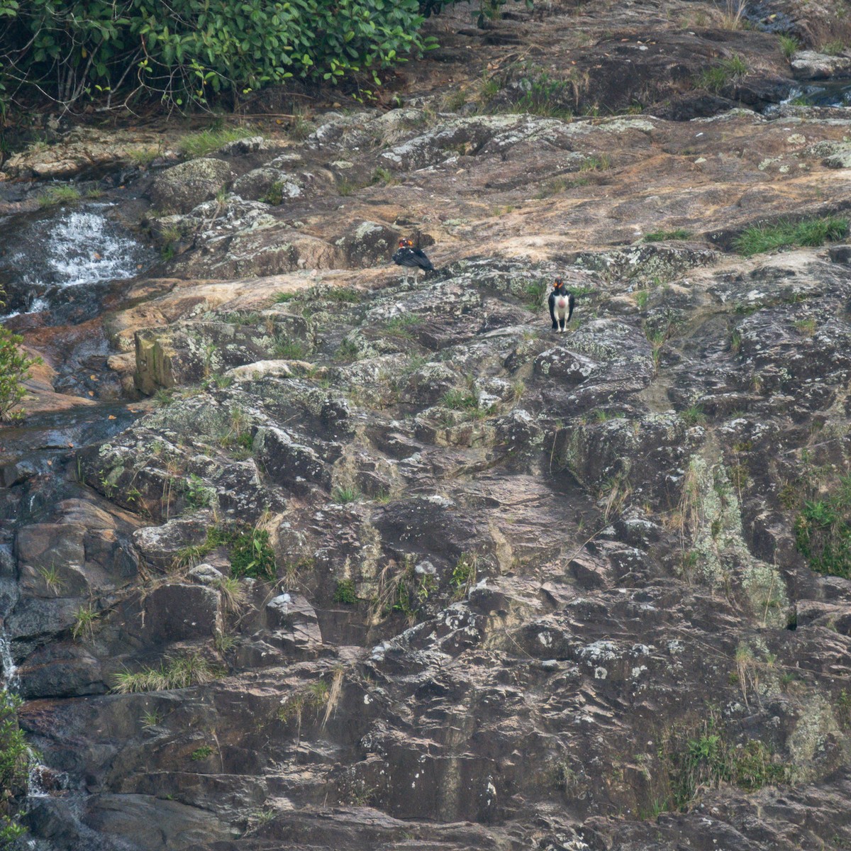 eBird Checklist - 9 Feb 2023 - Mountain Pine Ridge--Hidden Valley - 13 ...