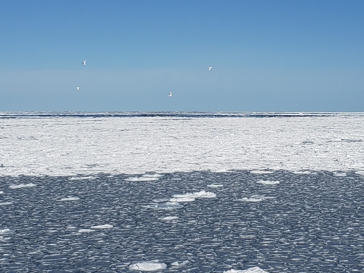 eBird Checklist - 15 Feb 2023 - Mer du Labrador--52*56,98 -52*48,35 - 6 ...