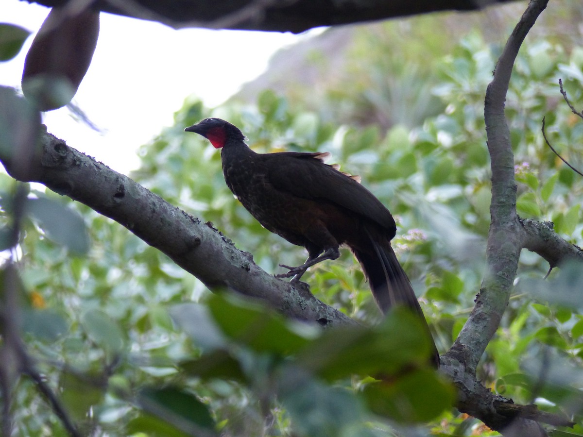 eBird Checklist - 28 Aug 2015 - Rio de Janeiro--Morro da Urca - 9 species