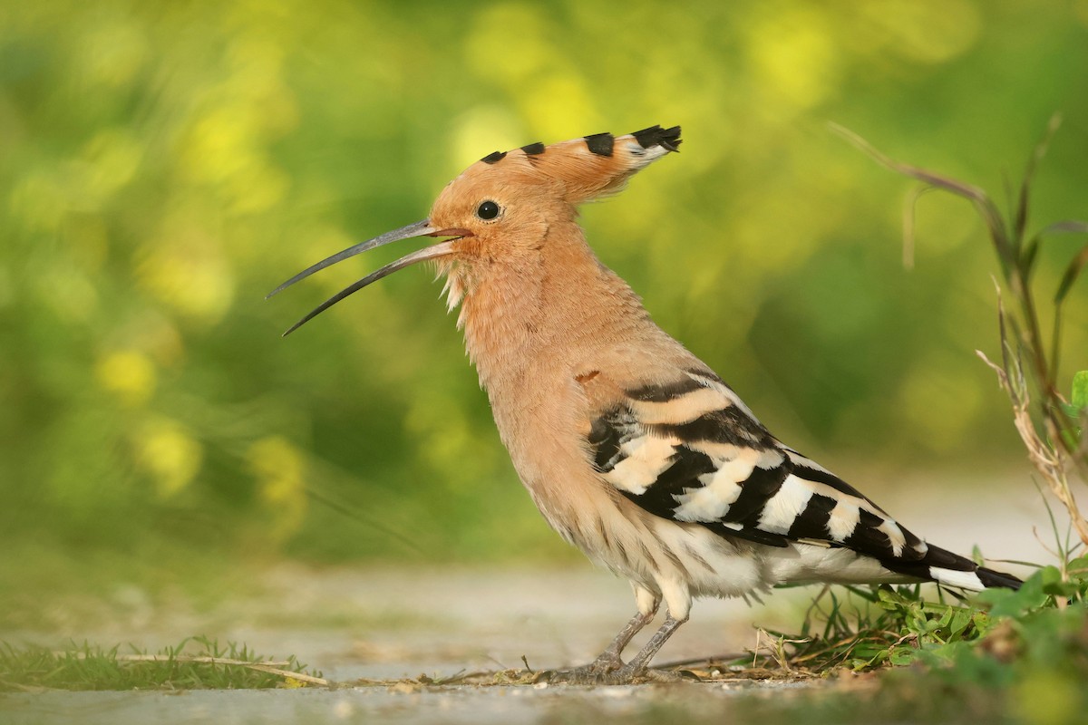 eBird Portugal Checklist - 15 Feb 2023 - Parque da Quinta das Conchas ...