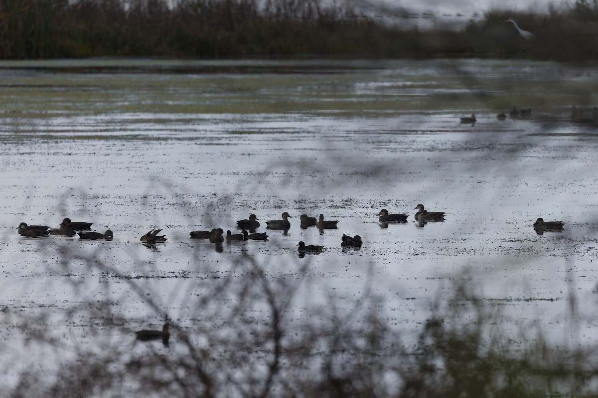 eBird Checklist - 1 Feb 2023 - Lake Apopka North Shore--Lake Apopka ...