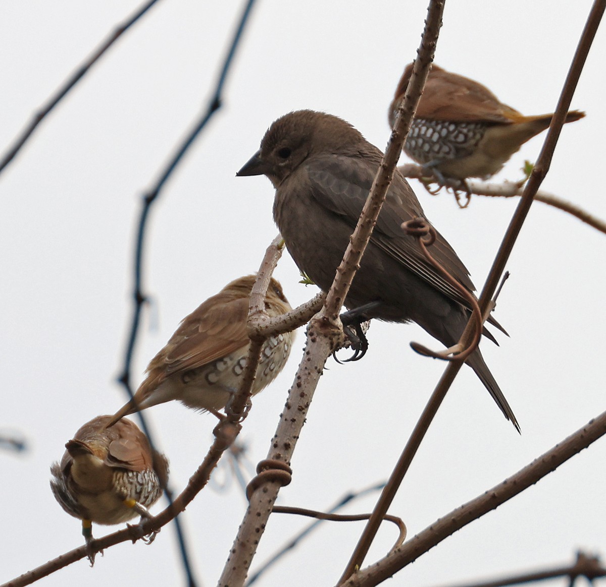 eBird Checklist - 14 Feb 2023 - BREC Bluebonnet Swamp Nature Center - 1 ...