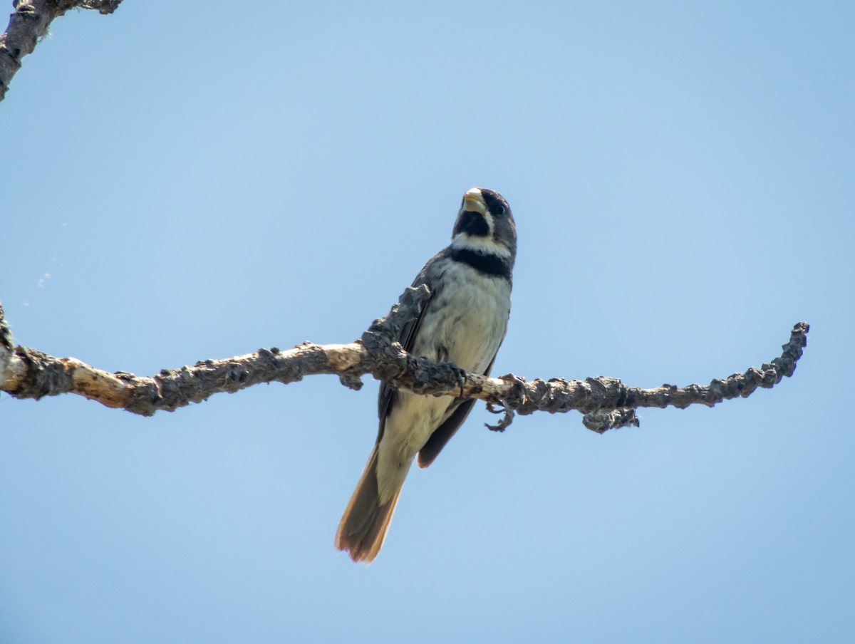 ML535471521 - Double-collared Seedeater - Macaulay Library